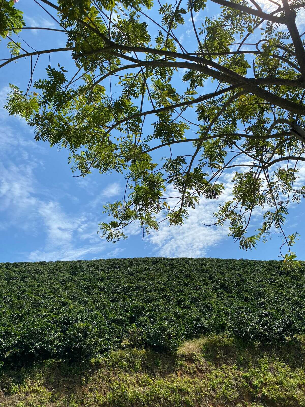 COMPRAR Café Especial Variedad Catimor - La Camelia 250g ⭐⭐⭐⭐⭐ – RASGOS